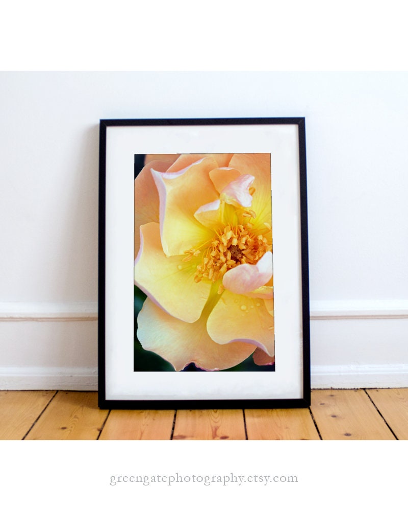 Rose Photo Print Yellow Rose Natural Rose Botanical Art - Etsy