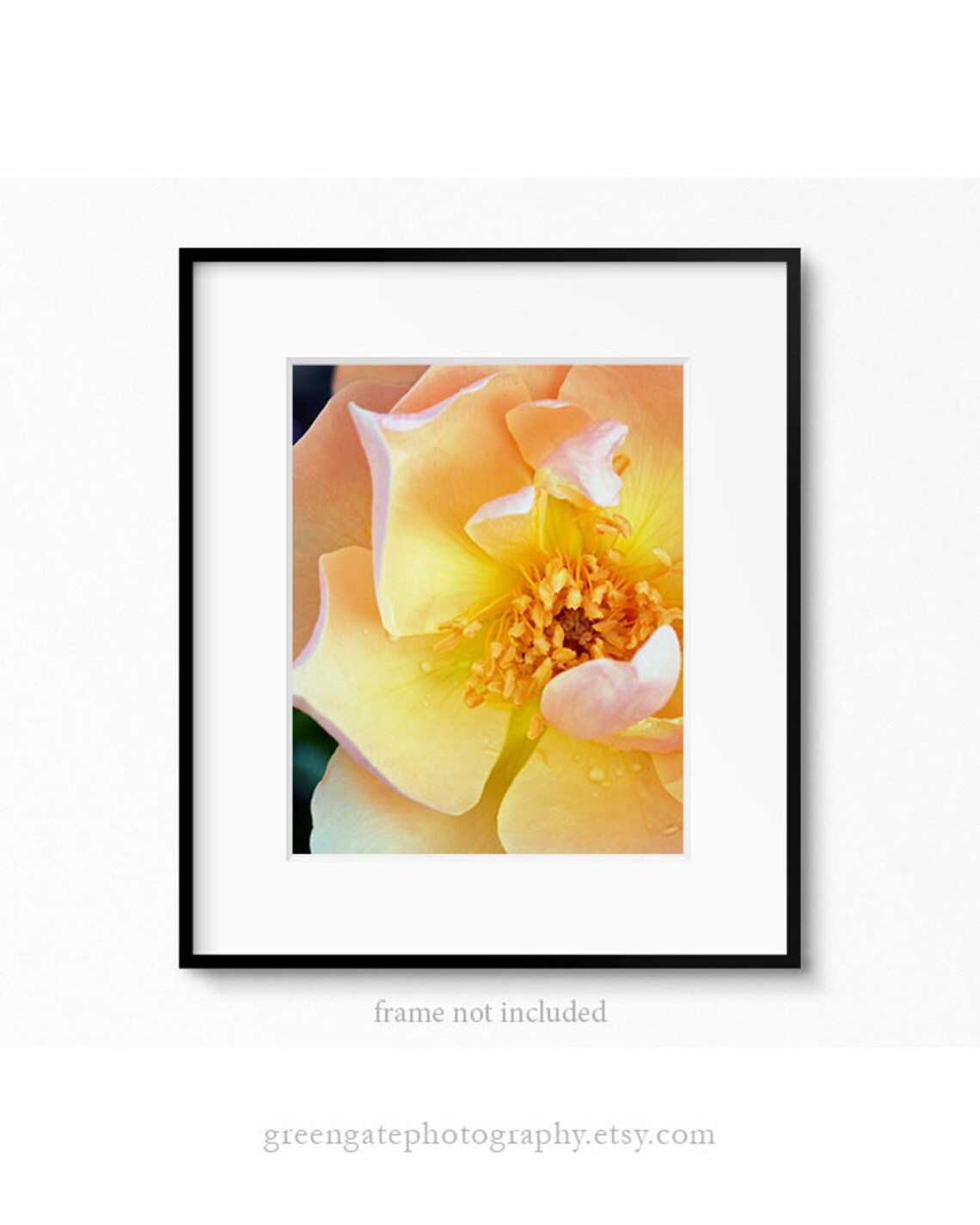 Rose Photo Print Yellow Rose Natural Rose Botanical Art - Etsy
