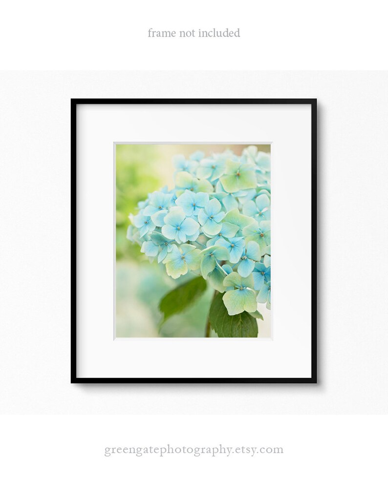 Hydrangea Photo Print Flower Photography Hydrangeas Art - Etsy