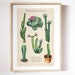 Psychoactive Cacti Botanical Art Print - Etsy
