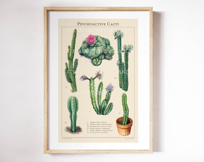 Psychoactive Cacti - Botanical Art Print - Etsy