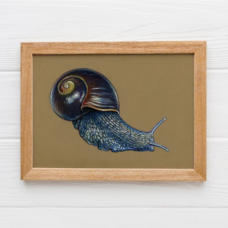 Snail Art Print - Etsy