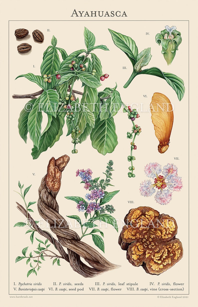 Ayahuasca Botanical Art Print Etsy Australia
