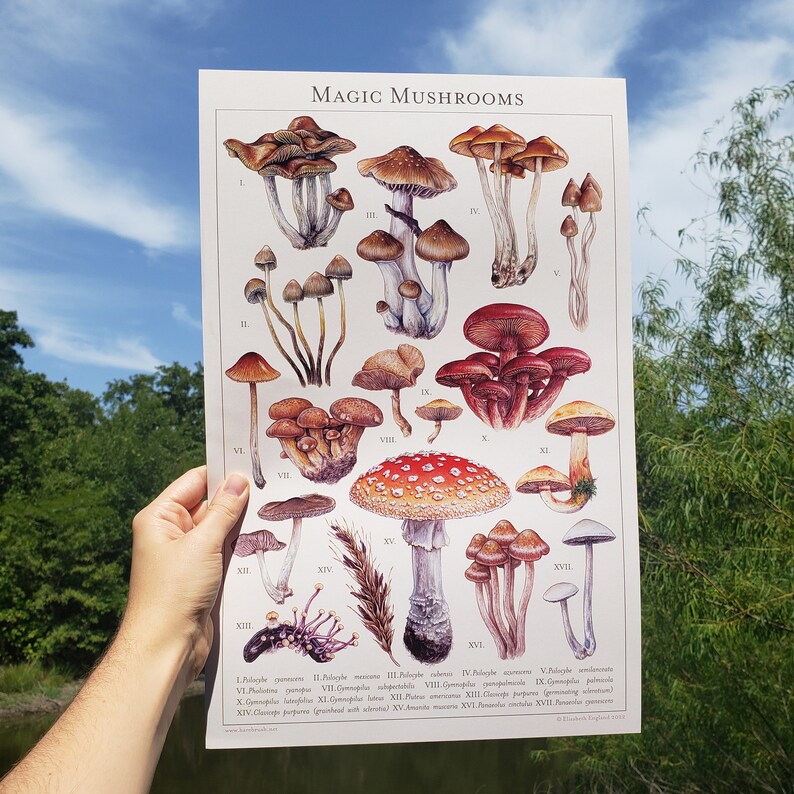 Magic Mushrooms Botanical Art Print - Etsy