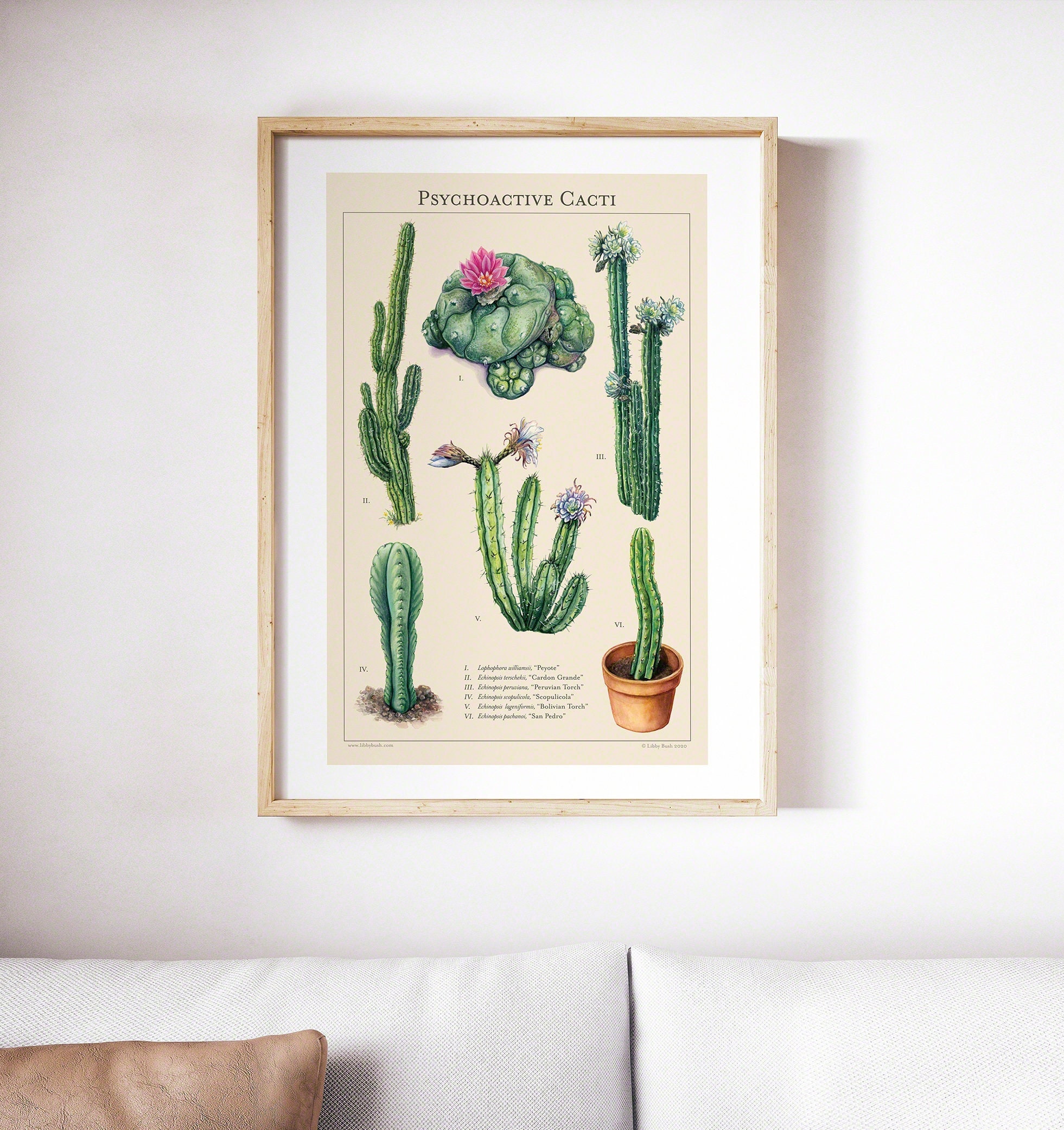 Psychoactive Cacti Botanical Art Print - Etsy