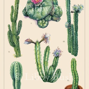 Psychoactive Cacti Botanical Art Print | Etsy
