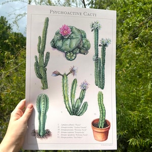 Psychoactive Cacti Botanical Art Print - Etsy