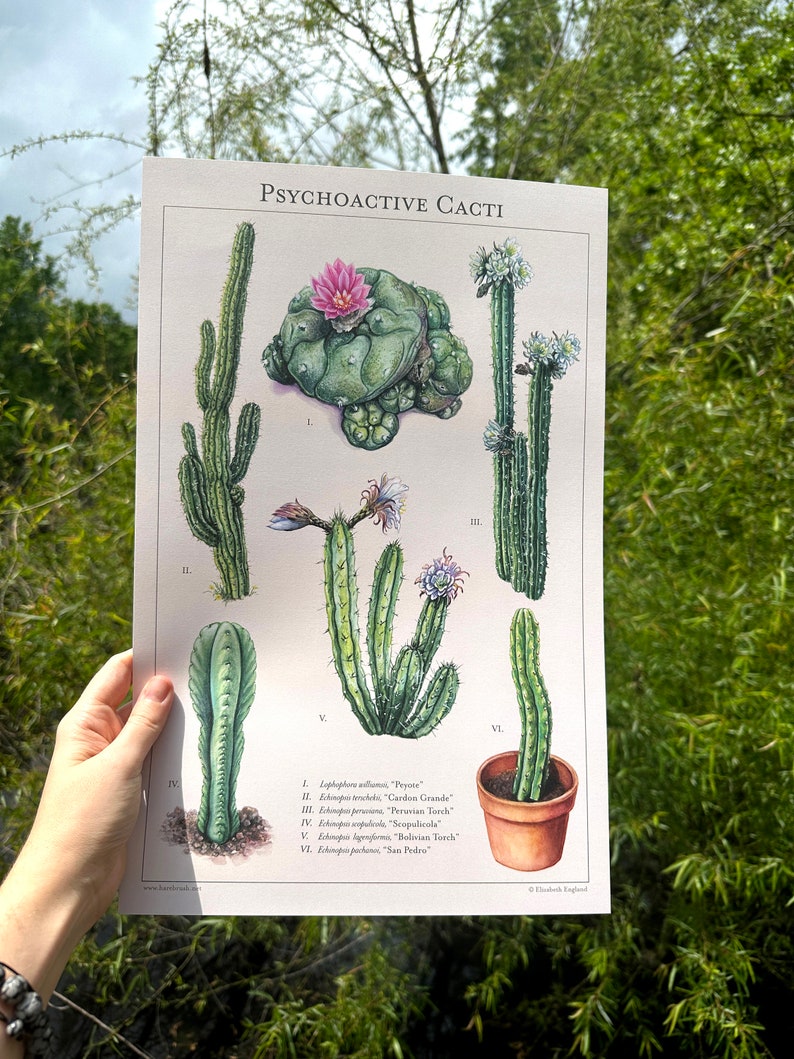 Psychoactive Cacti - Botanical Art Print - Etsy