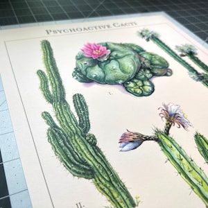 Psychoactive Cacti Botanical Art Print - Etsy