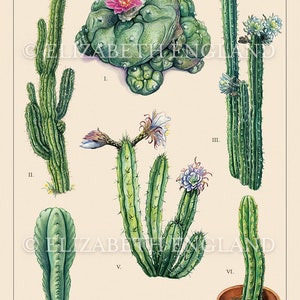 Psychoactive Cacti Botanical Art Print - Etsy