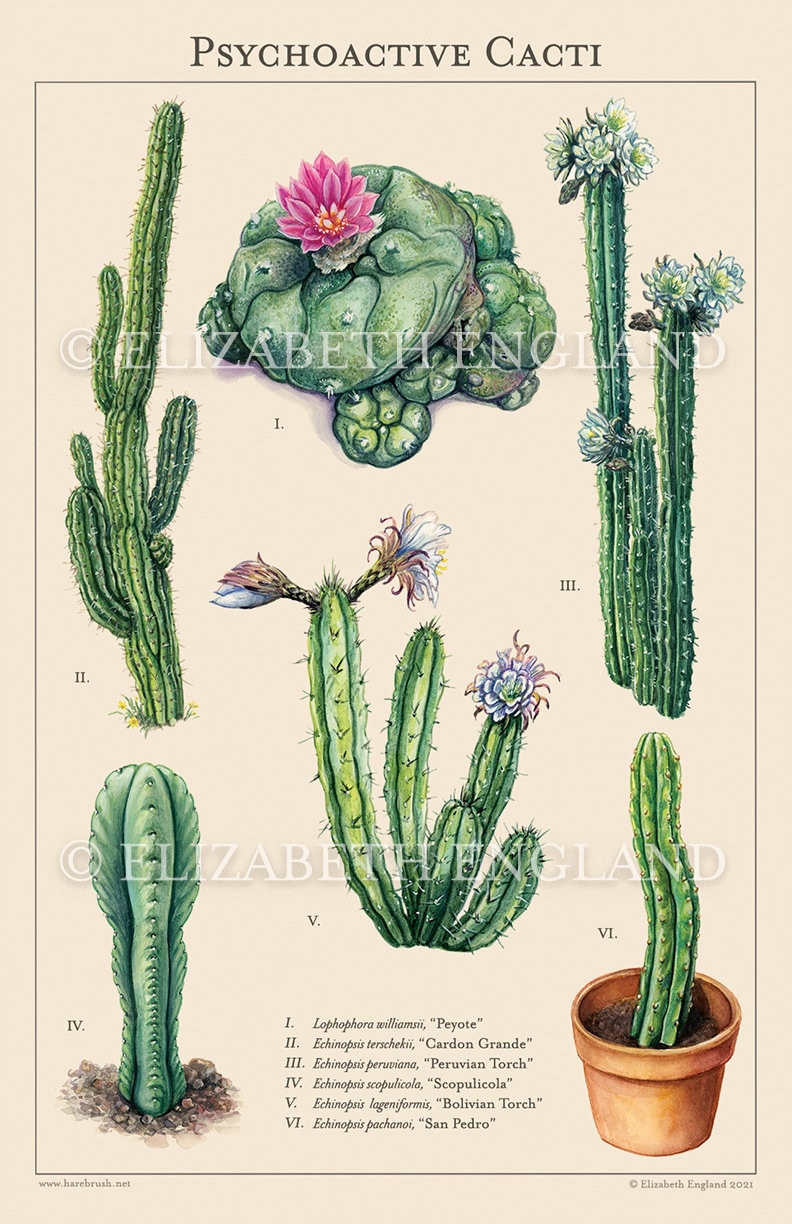 Psychoactive Cacti Botanical Art Print - Etsy