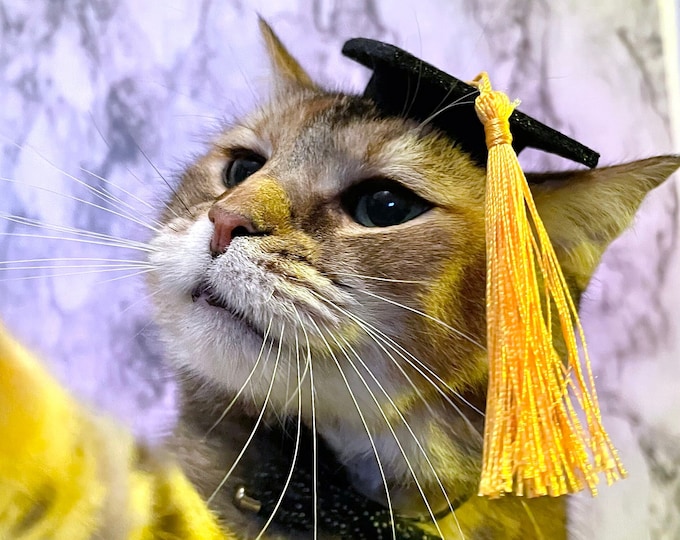 Mini-sized Graduation Cap Cat Hat for Your Cat FREE SHIPPING! Add-on ...