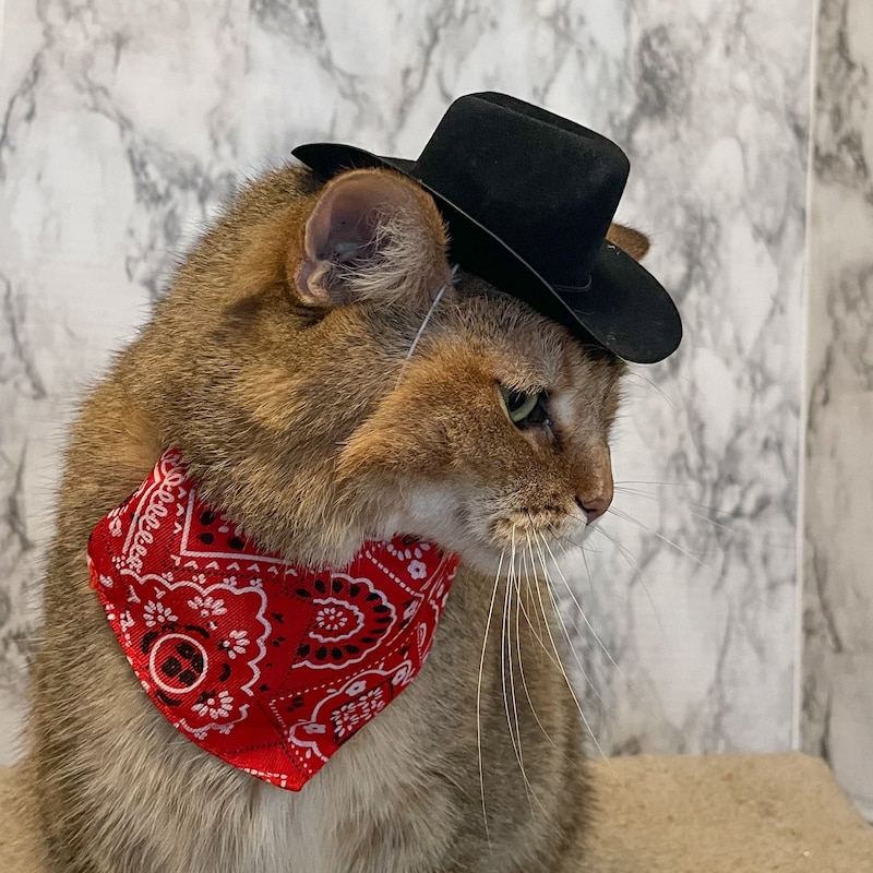 Cat Cowboy Hats - Etsy
