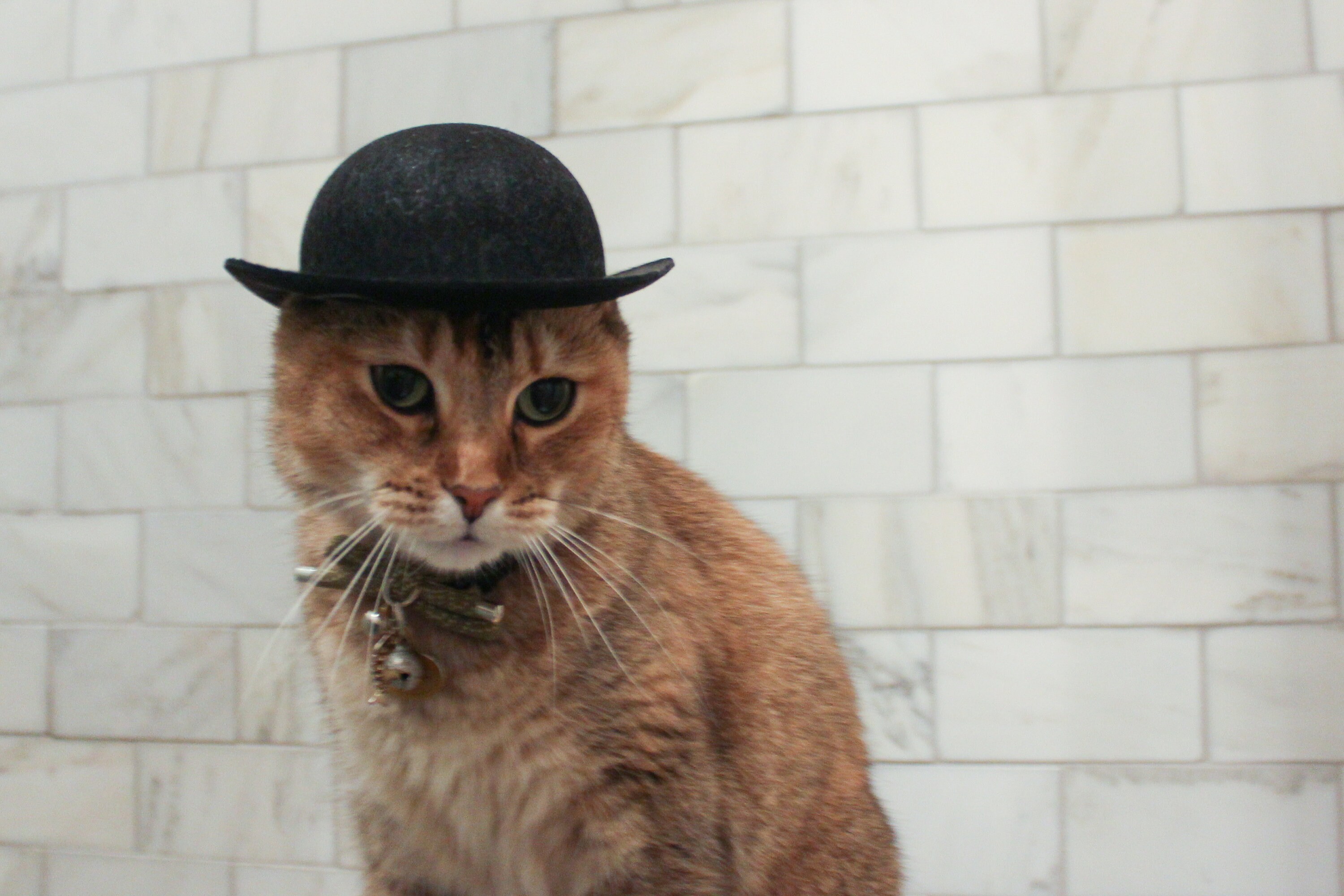 LARGE Black Bowler Cat Hat Tough Guy Cat Hat FREE SHIPPING | Etsy