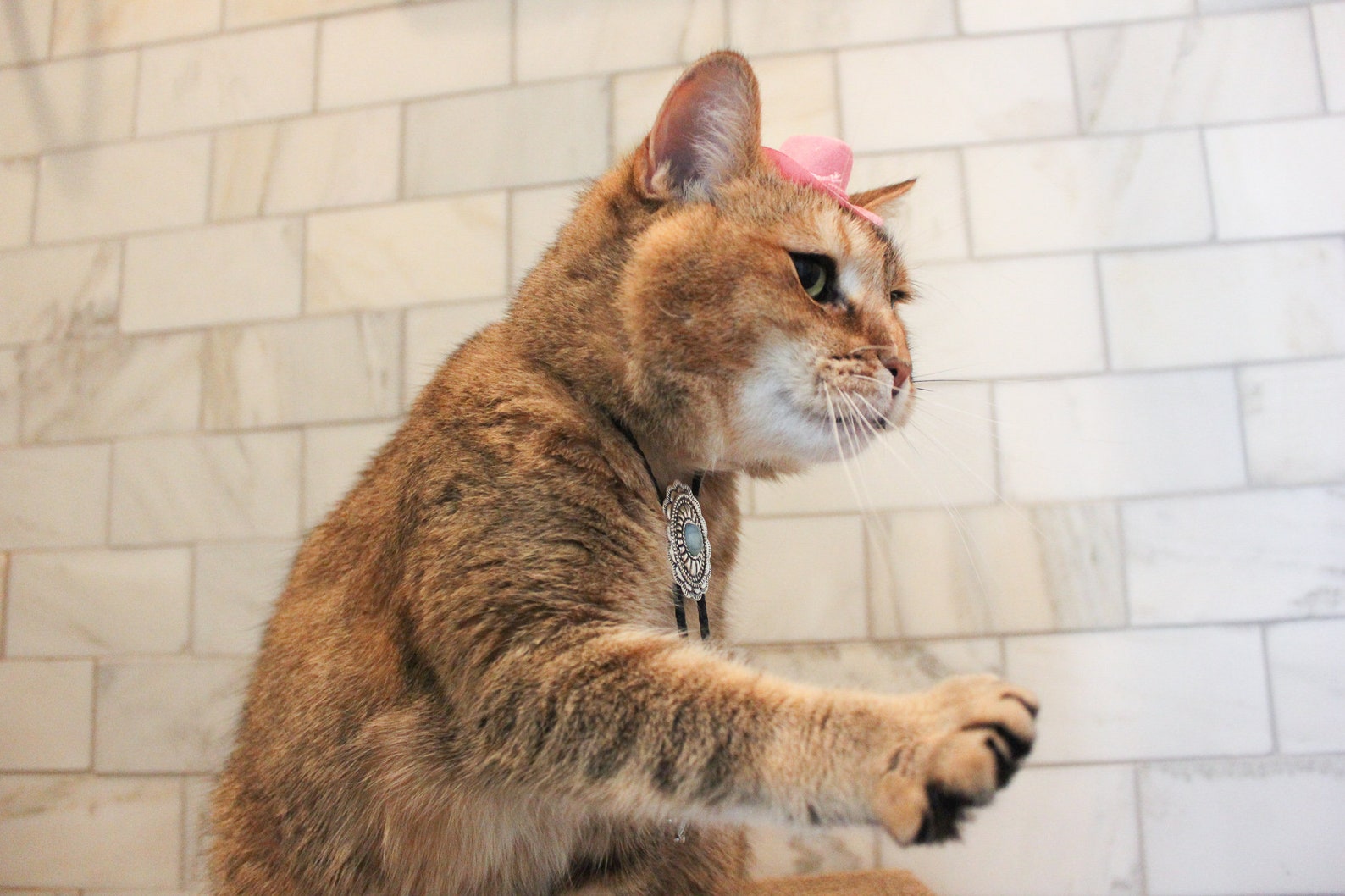 MINI Pink Cowboy Cat Hat FREE SHIPPING - Etsy