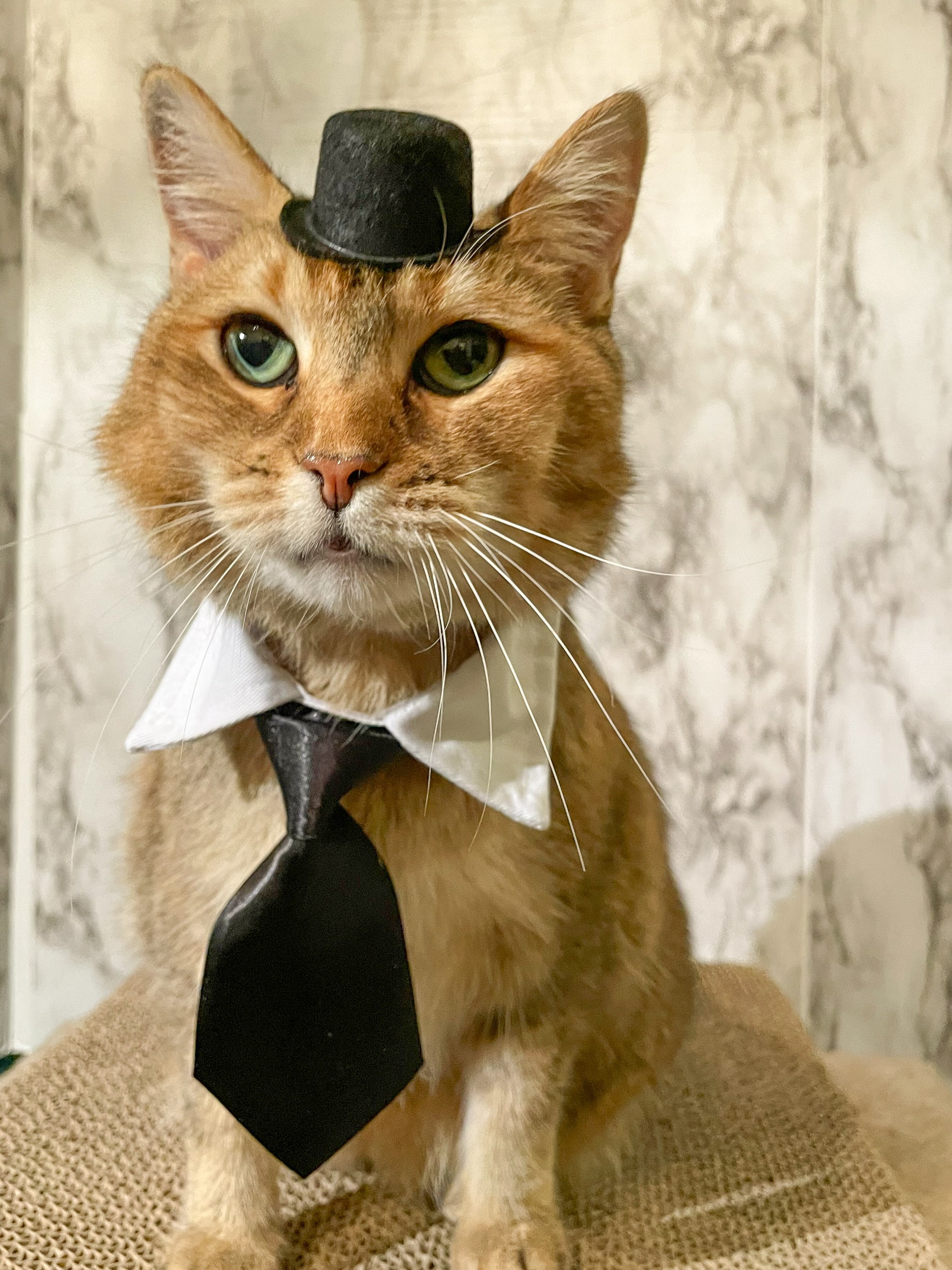 Gato Con Sombrero Y Corbata Para Imprimir