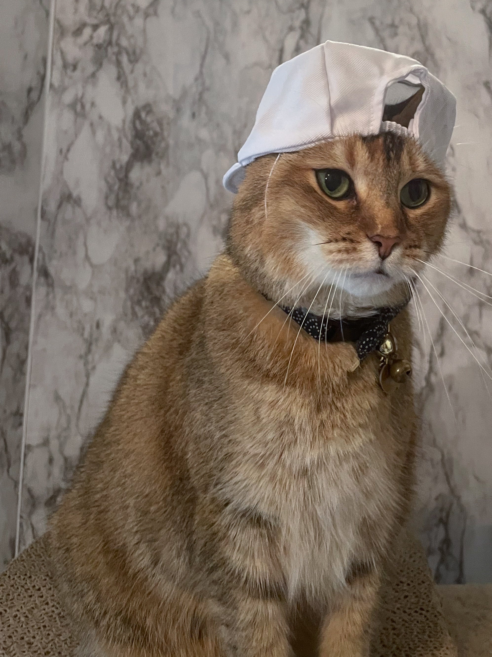 Cloth White Baseball Cat Hat - Baseball Cap - Backwards Hat - Etsy