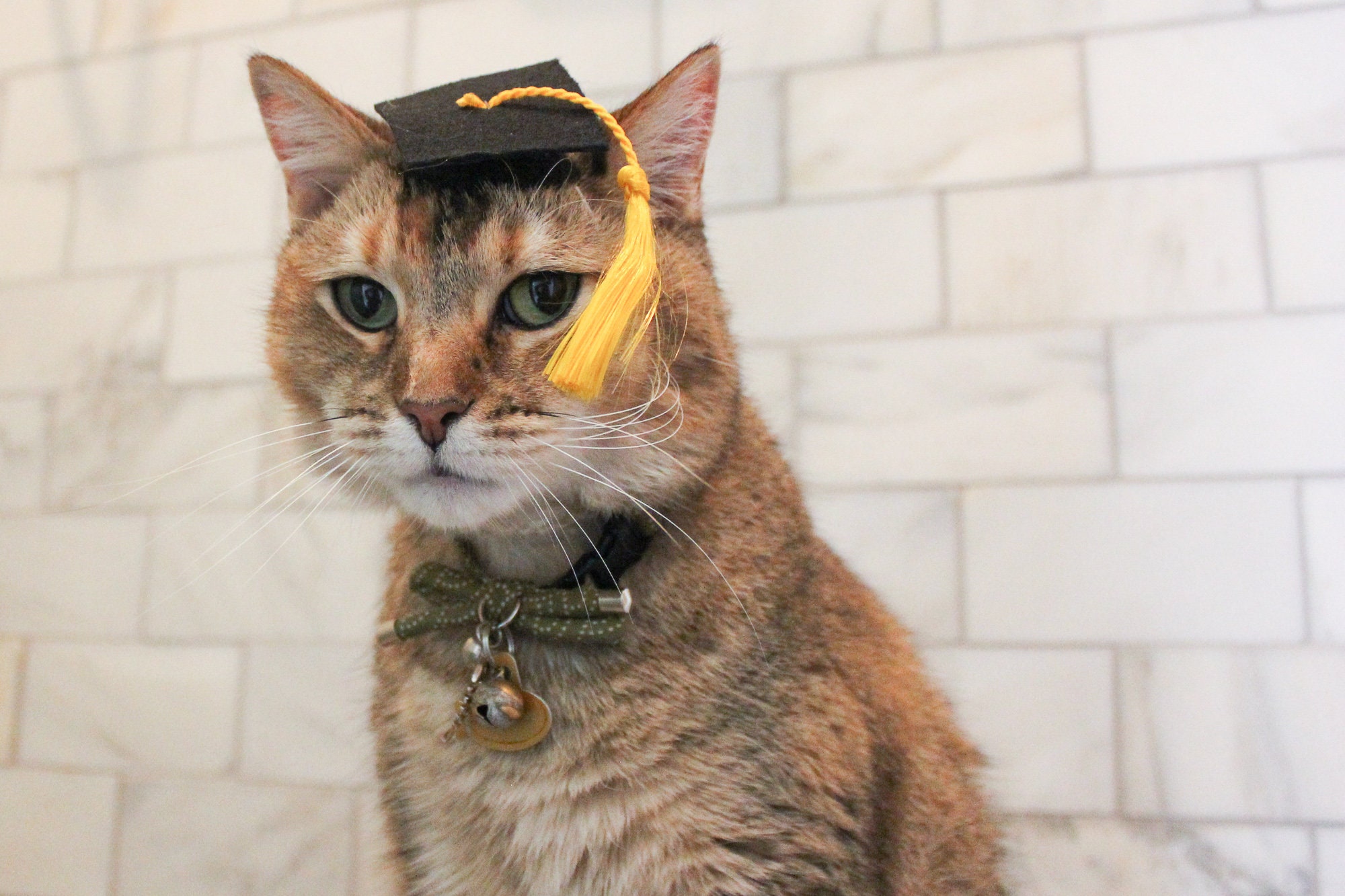 Mini-Sized Graduation Cap Cat Hat for your cat FREE SHIPPING | Etsy