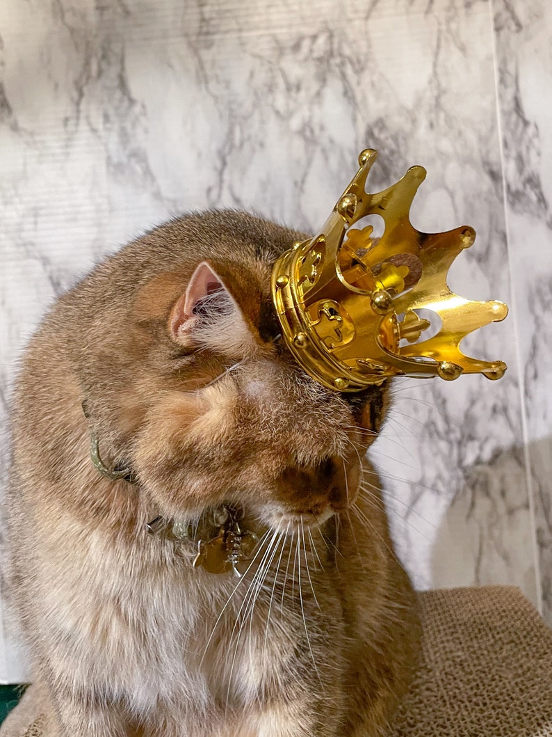 Light Cat Crown Cat King or Queen Crown for Cat Crown for - Etsy