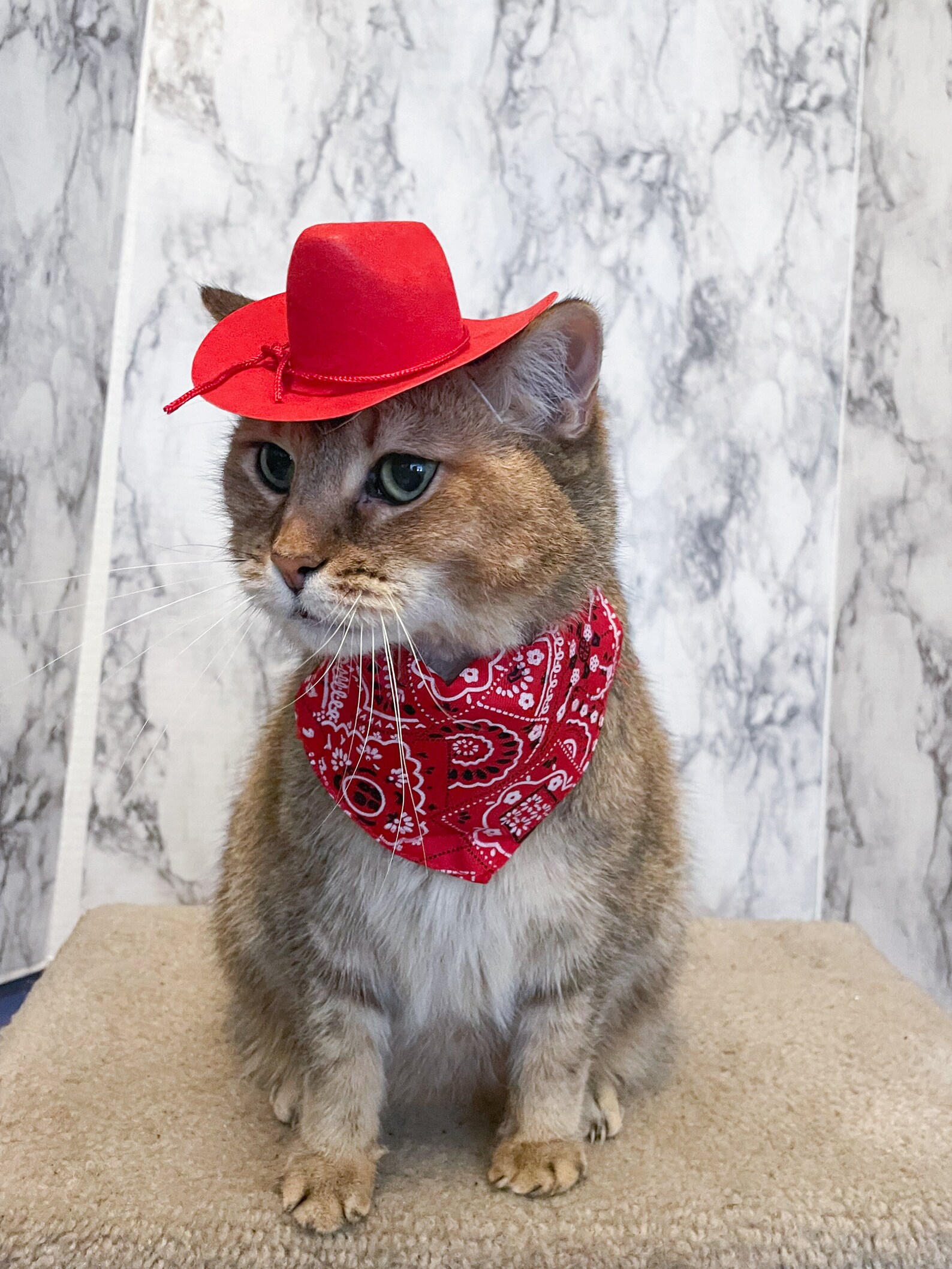 Red Cowboy Cat Hat for Your Cat - Etsy