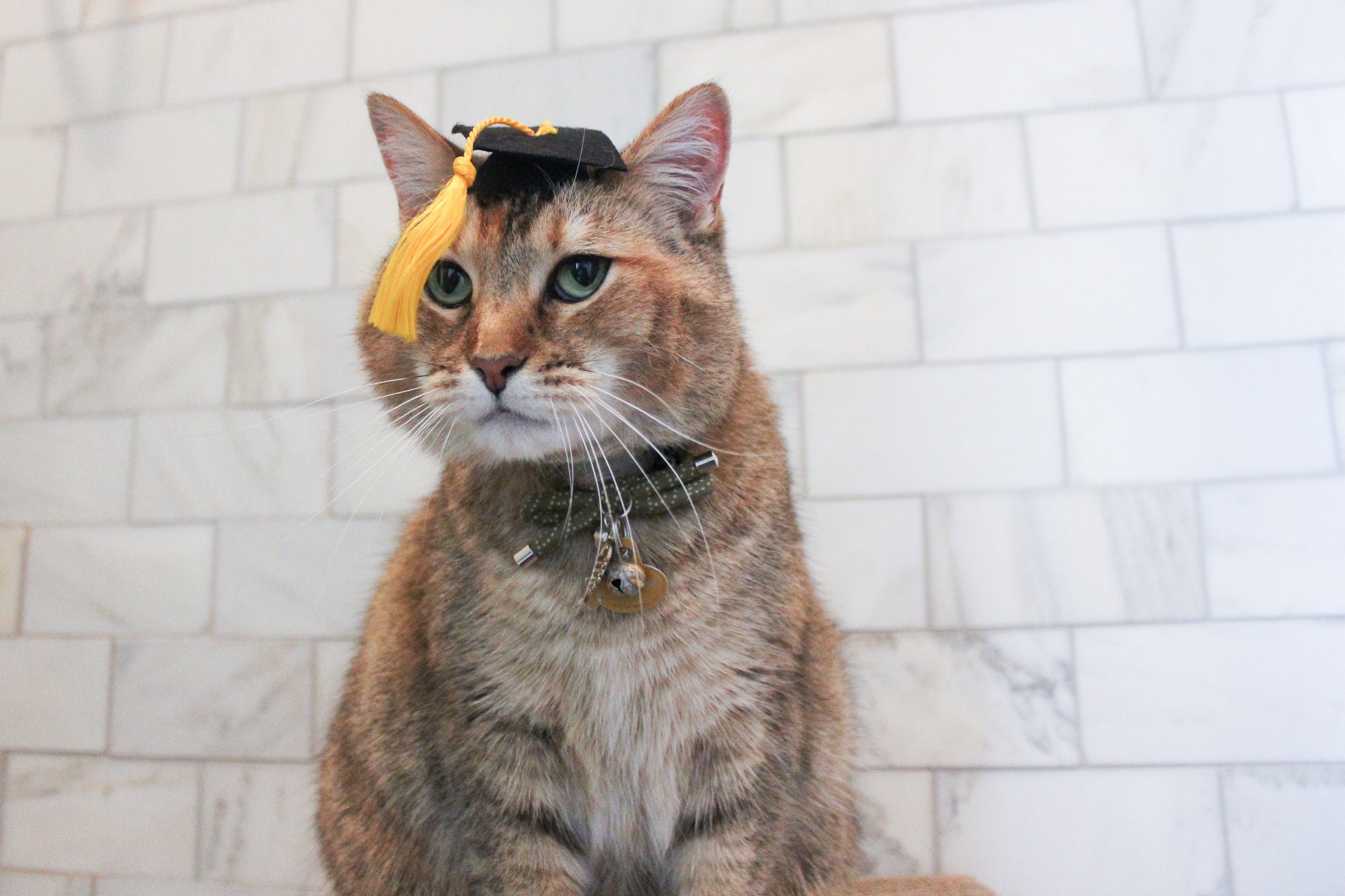 Mini-Sized Graduation Cap Cat Hat for your cat FREE SHIPPING | Etsy