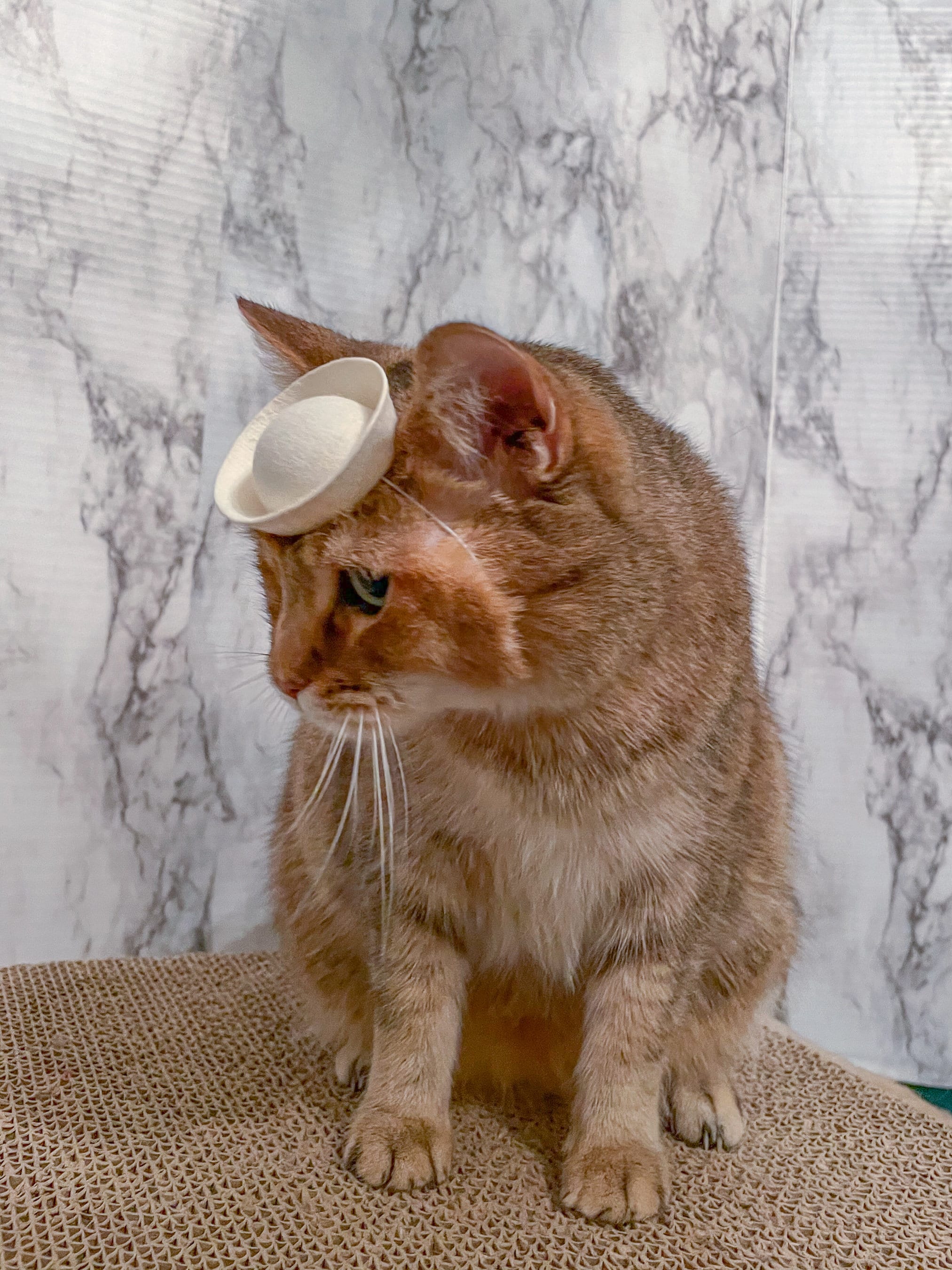 Sailor Cap for Your Cat Sailor Cat for Your Pet or Dog - Etsy