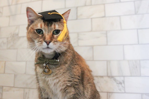 Mini-Sized Graduation Cap Cat Hat for your cat FREE SHIPPING | Etsy