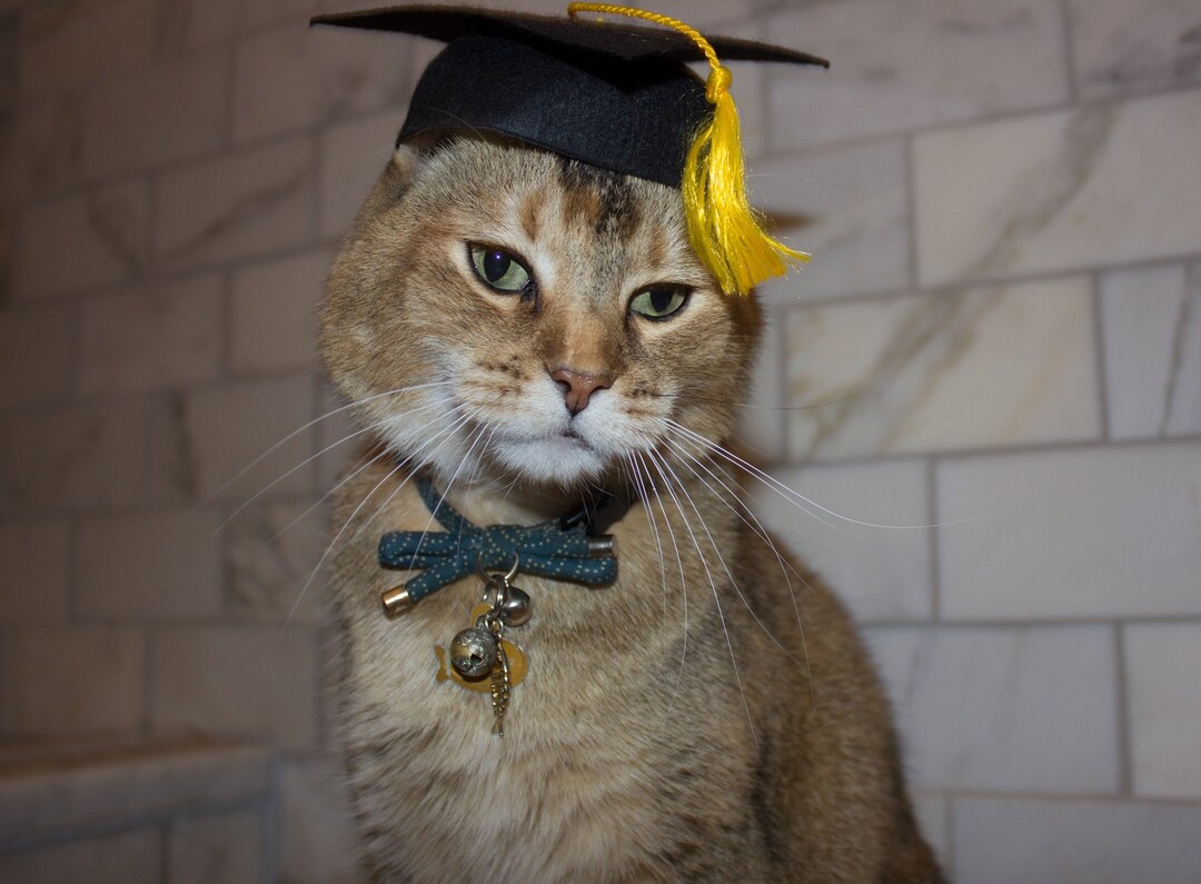 Graduation Cap Cat Hat for Your Cat FREE SHIPPING Add-on - Etsy