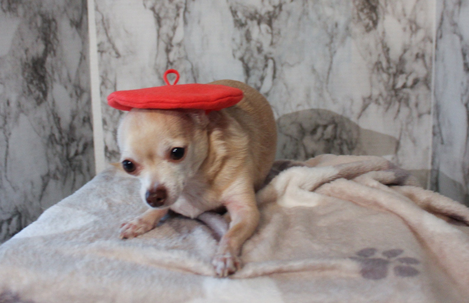 Complete French Dog Outfit Dog Beret Ascot and Striped Shirt | Etsy UK