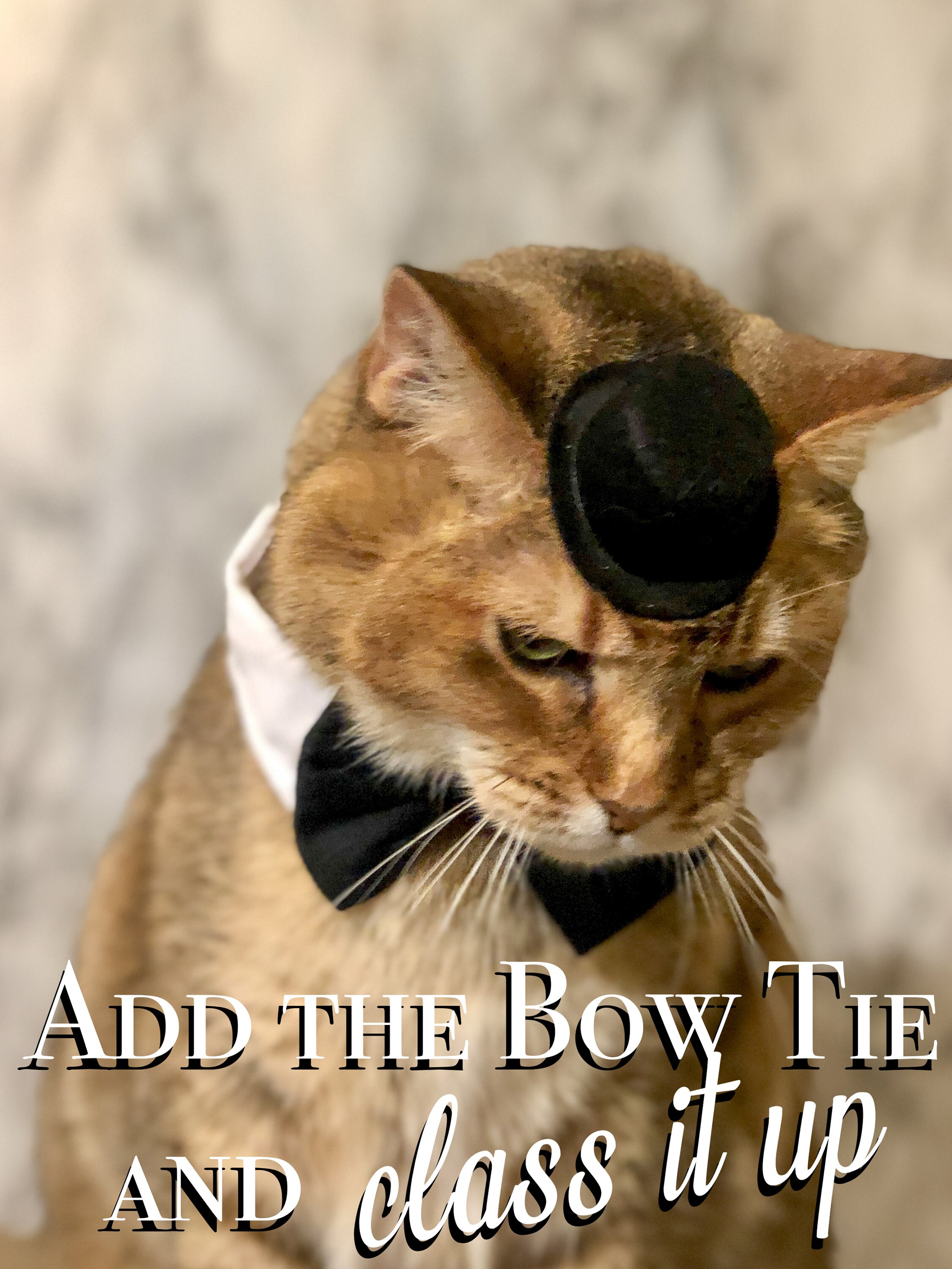 Mini Black Top Hat Cat Hat for Your Cat! - Etsy