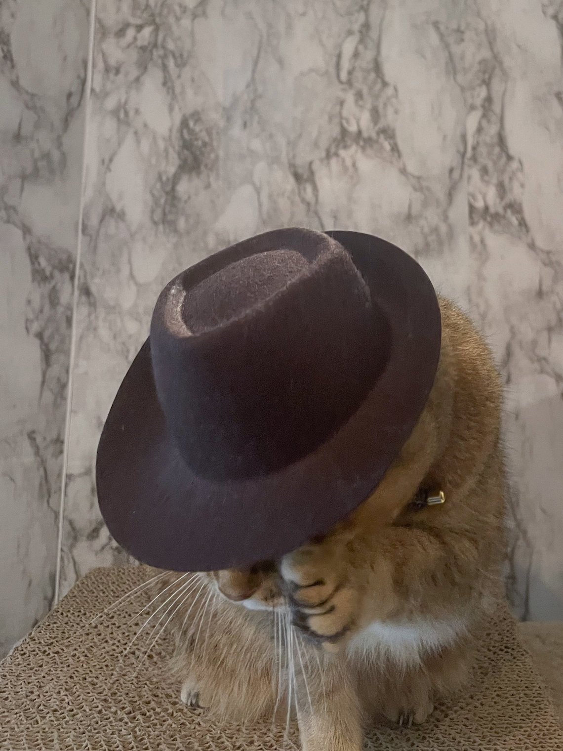 Large Indiana Jones Fedora for Your Cat Indiana Jones Hat for | Etsy