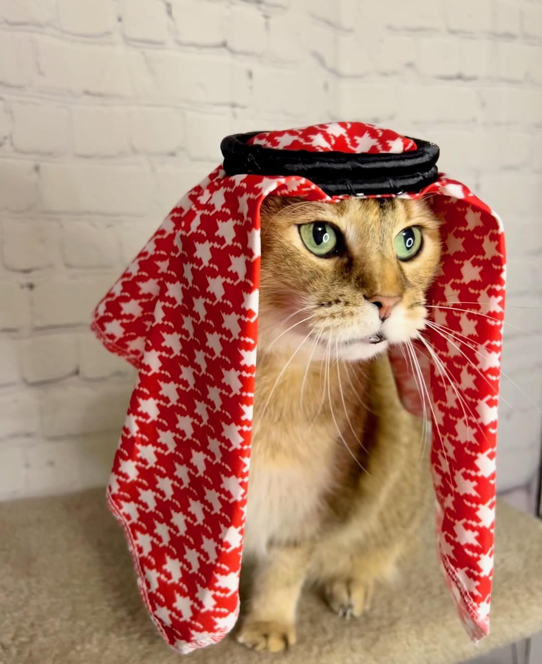 Red Shemagh Keffiyeh Mediterranean Arab for Cat - Mini for Pet - Cat ...