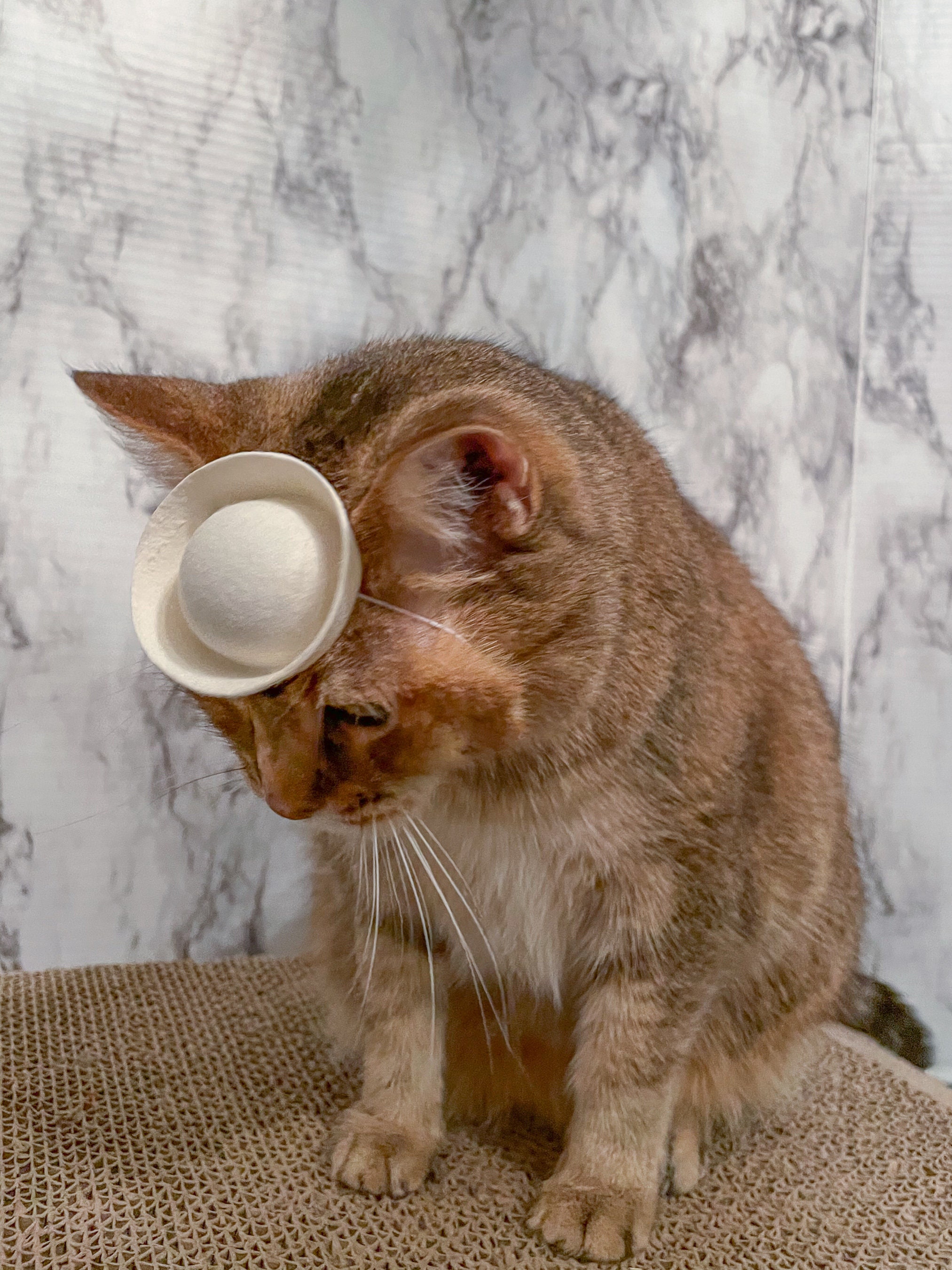 Sailor Cap for Your Cat Sailor Cat for Your Pet or Dog | Etsy