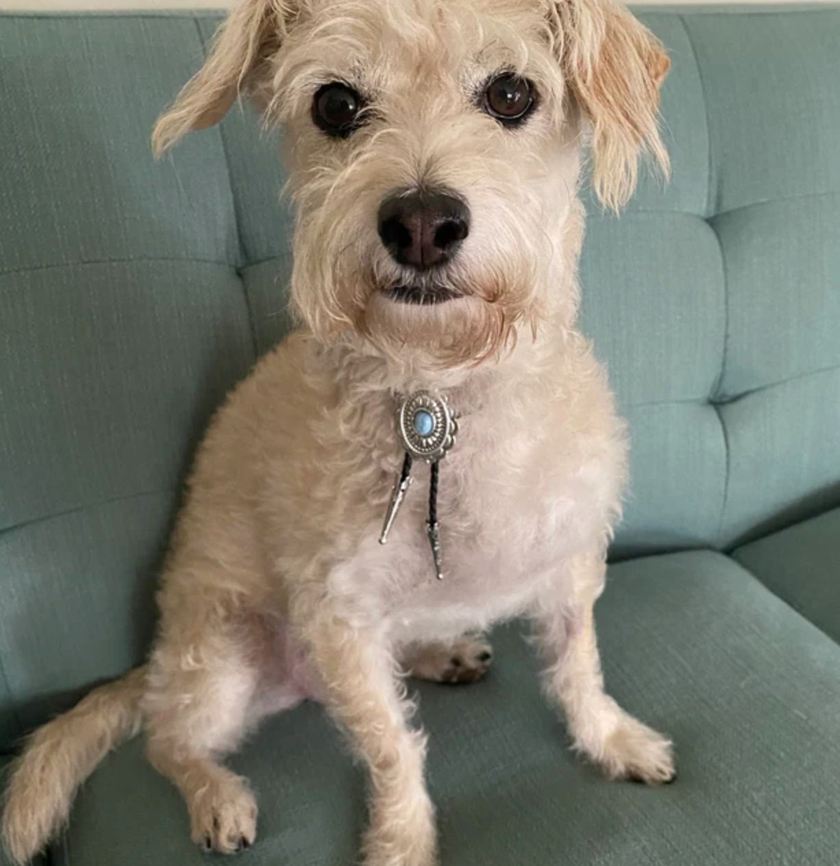 Western Bolo Tie for Your Dog Big Dogs Any Dogs - Etsy