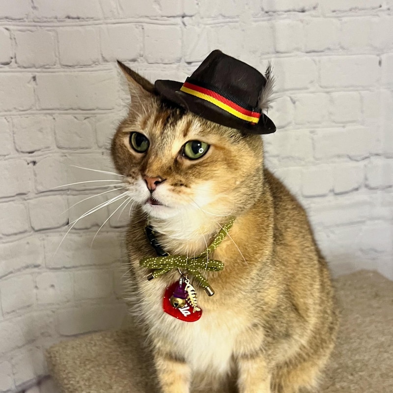 Pet Costume - Etsy
