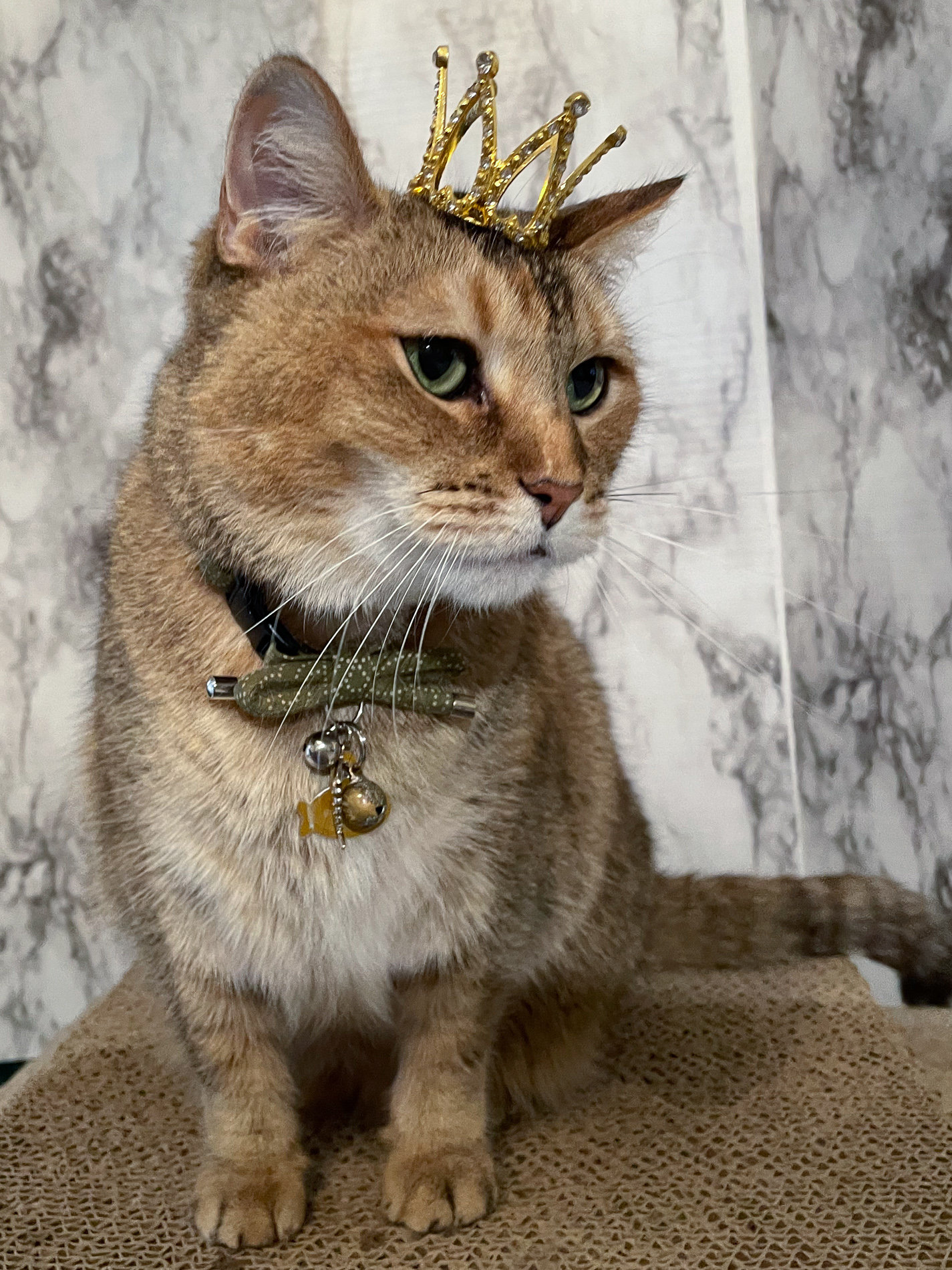 Mini Gold Metal Cat Crown Cat King or Queen Crown for Cat | Etsy