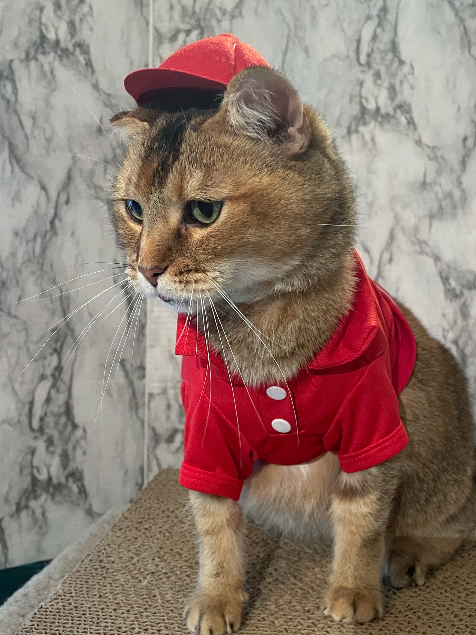 Mid Size Red Baseball Cat Hat Baseball Cap Backwards Hat | Etsy