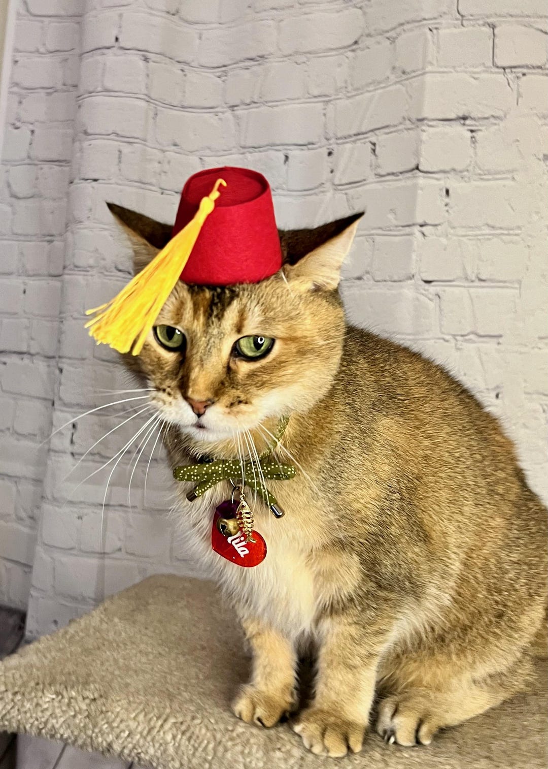 Fez for Your Cat, Mini Fez Hat for Dog or Pet - Inspired Doctor Who ...