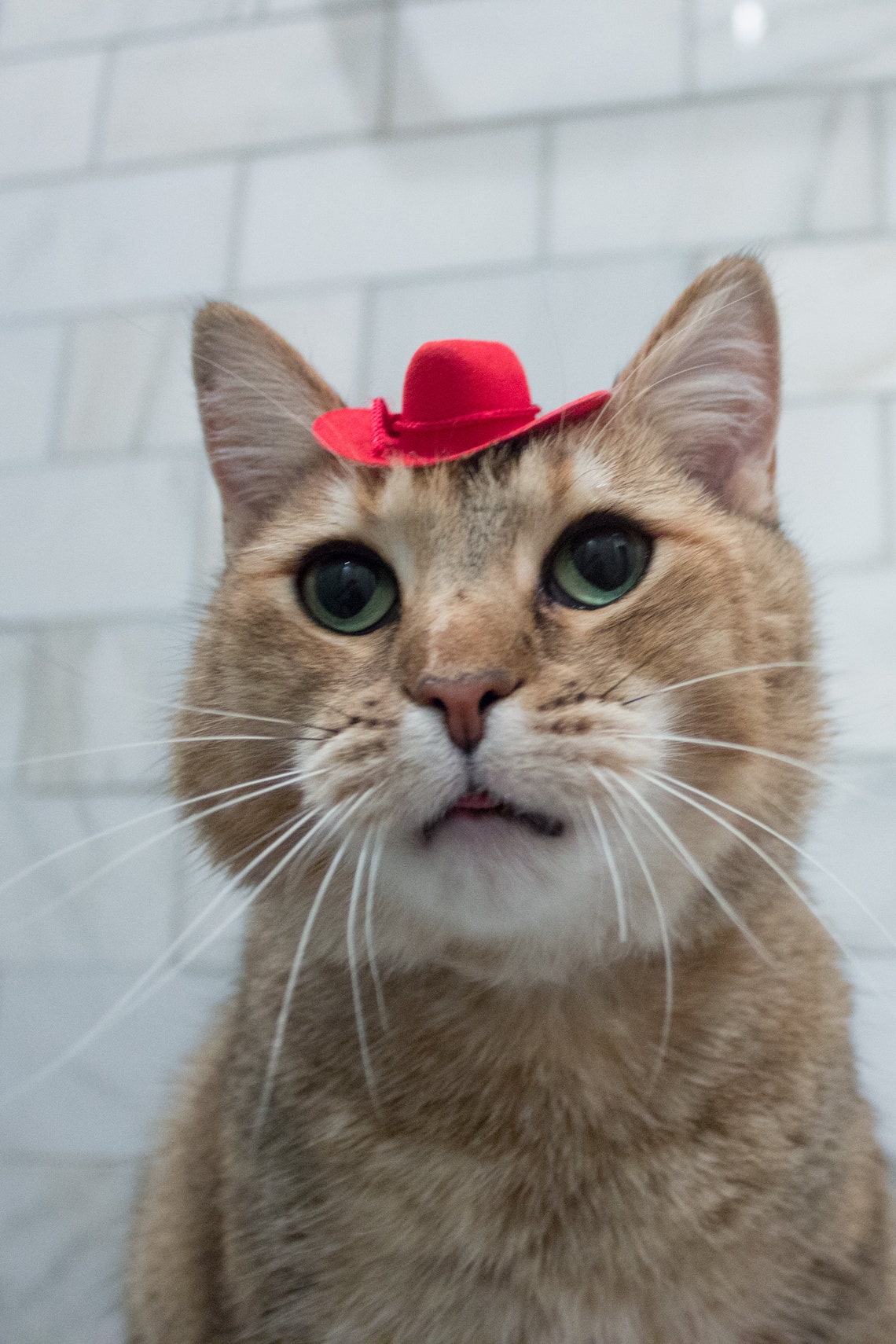 Mini-red Cowboy Cat Hat for Your Cat - Etsy