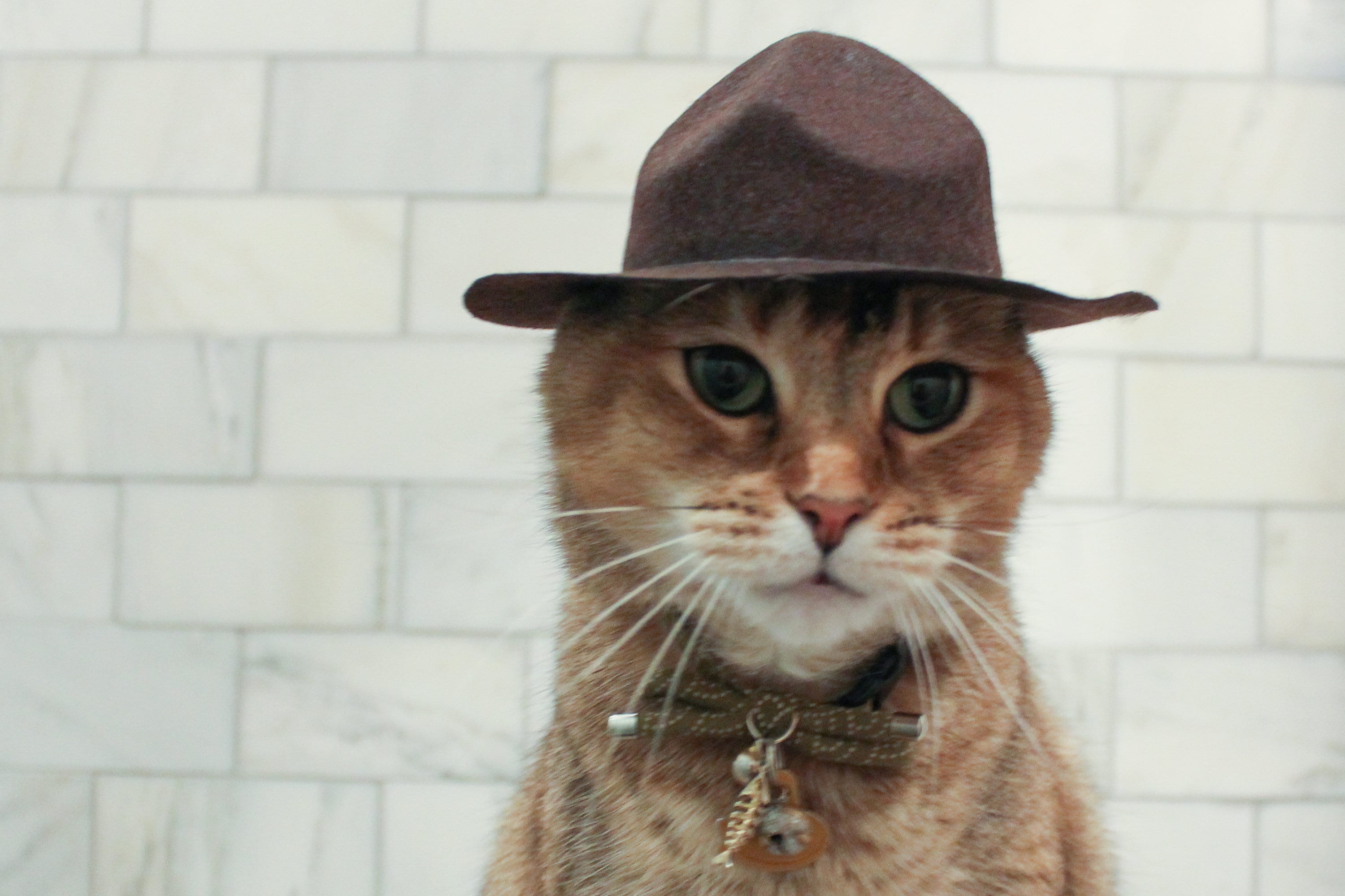 Large Trooper Cat Hat for Your Cat Ranger Cat Hat for Your - Etsy Canada