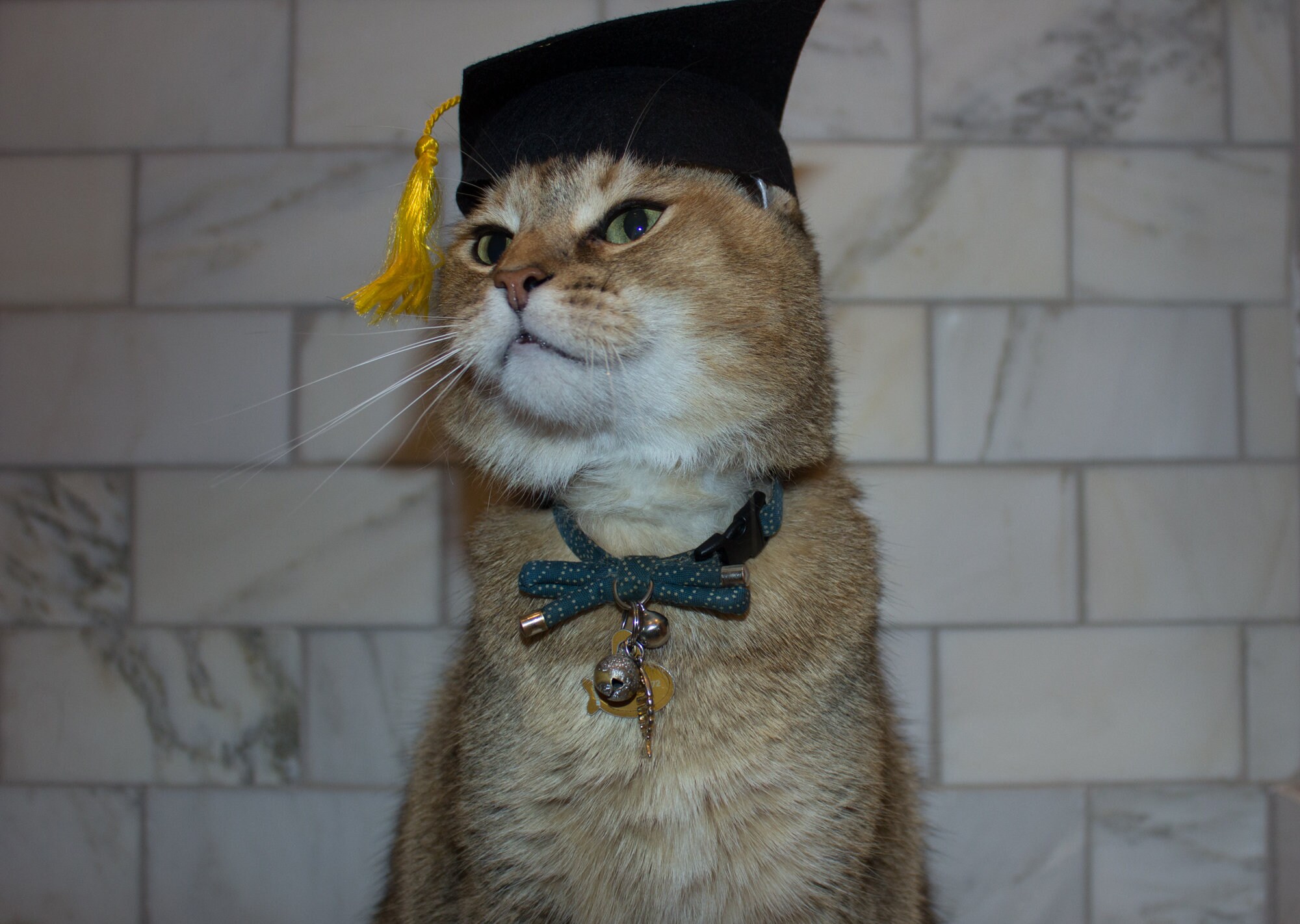 Graduation Cap Cat Hat for Your Cat FREE SHIPPING Add-on | Etsy