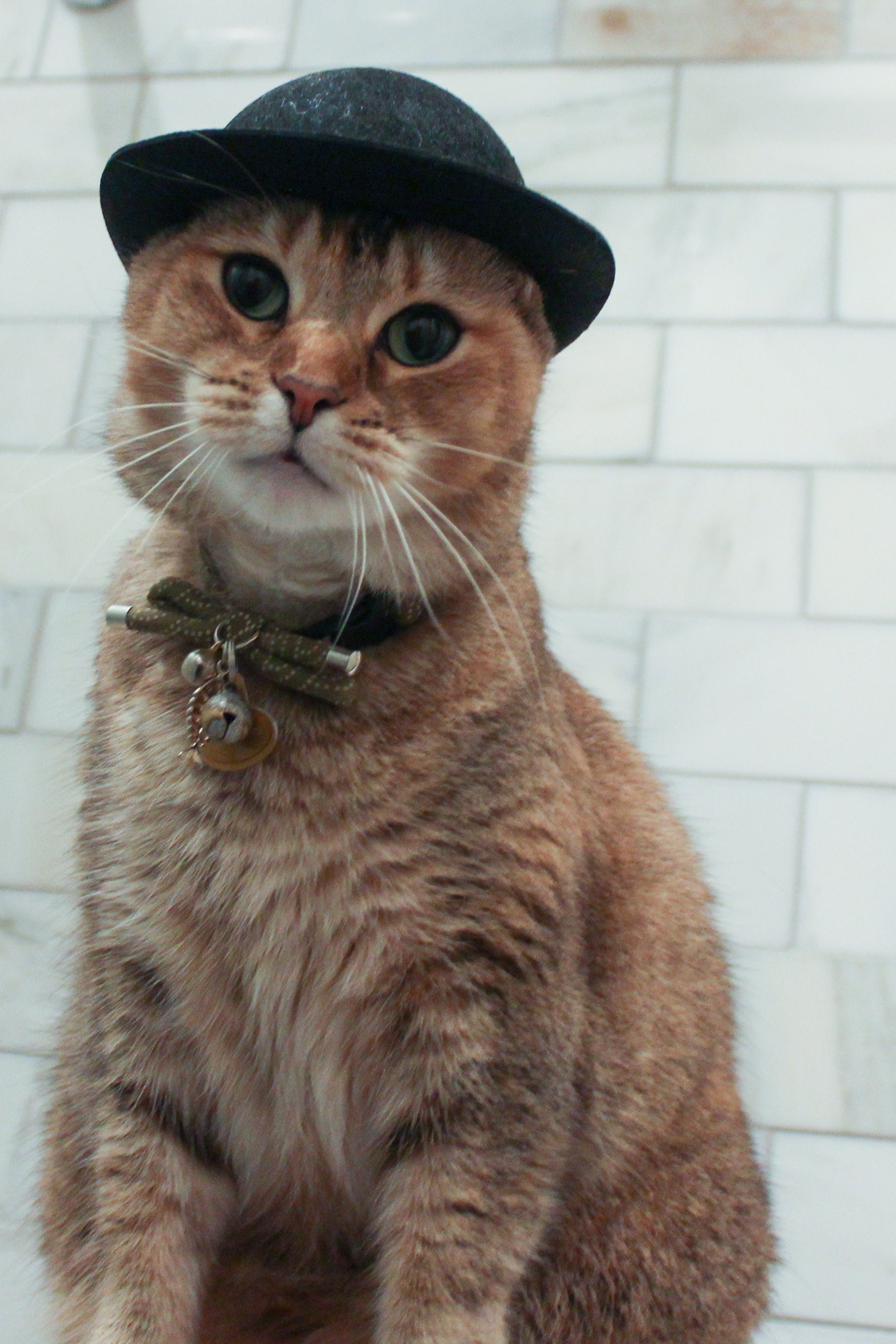 LARGE Black Bowler Cat Hat Tough Guy Cat Hat FREE SHIPPING - Etsy