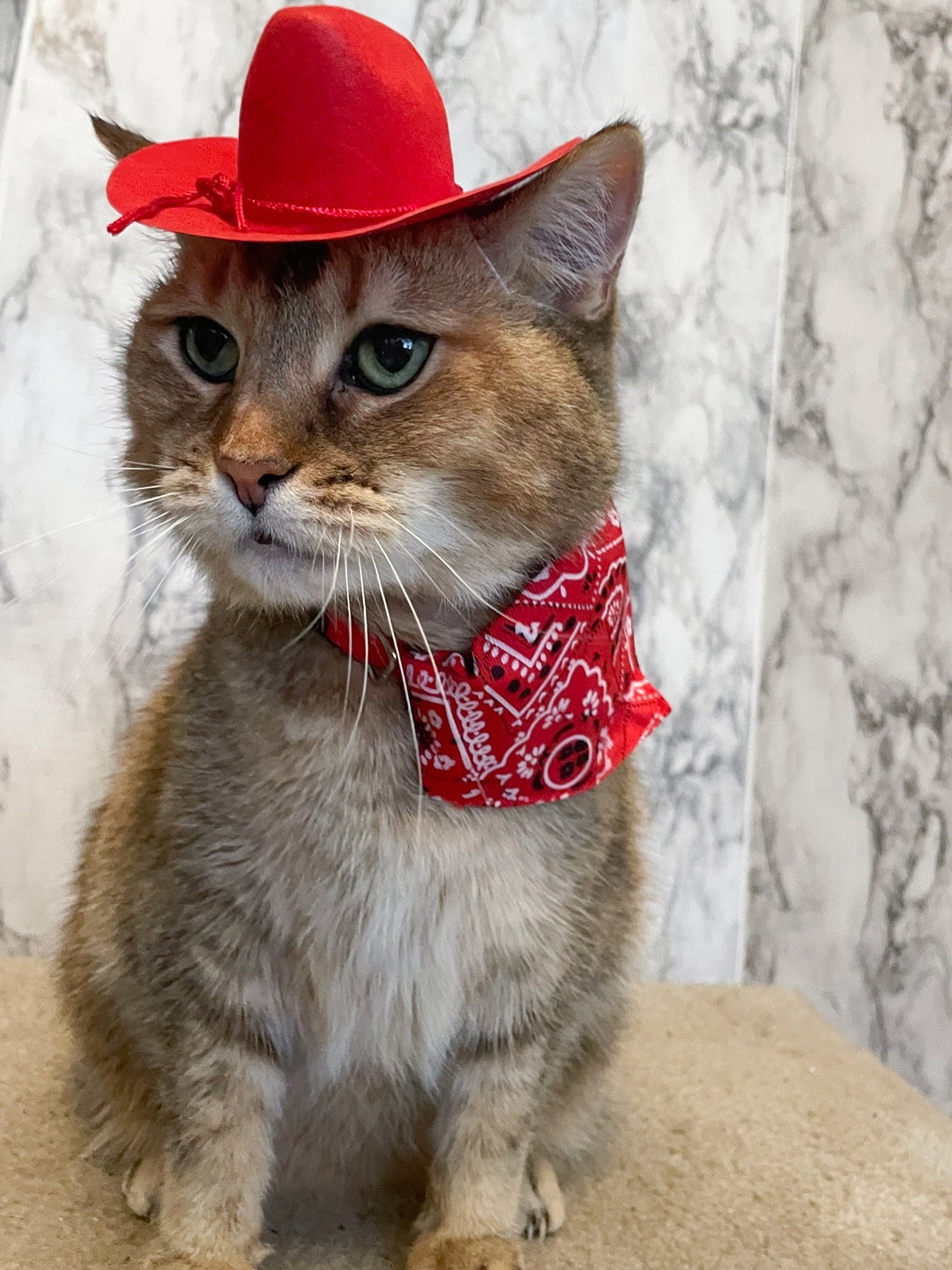 Red Cowboy Cat Hat for Your Cat - Etsy