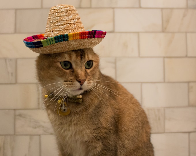 Cat Sombrero Mexican Cat Hat Dog Hat FREE SHIPPING - Etsy