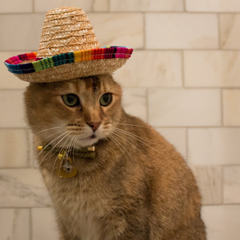 Cat in the Hat - Etsy