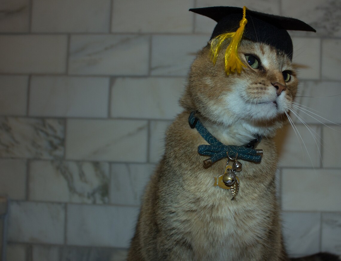 Graduation Cap Cat Hat for Your Cat FREE SHIPPING Add-on - Etsy