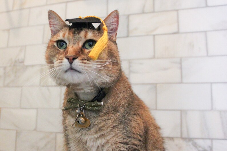 Mini-Sized Graduation Cap Cat Hat for your cat FREE SHIPPING | Etsy