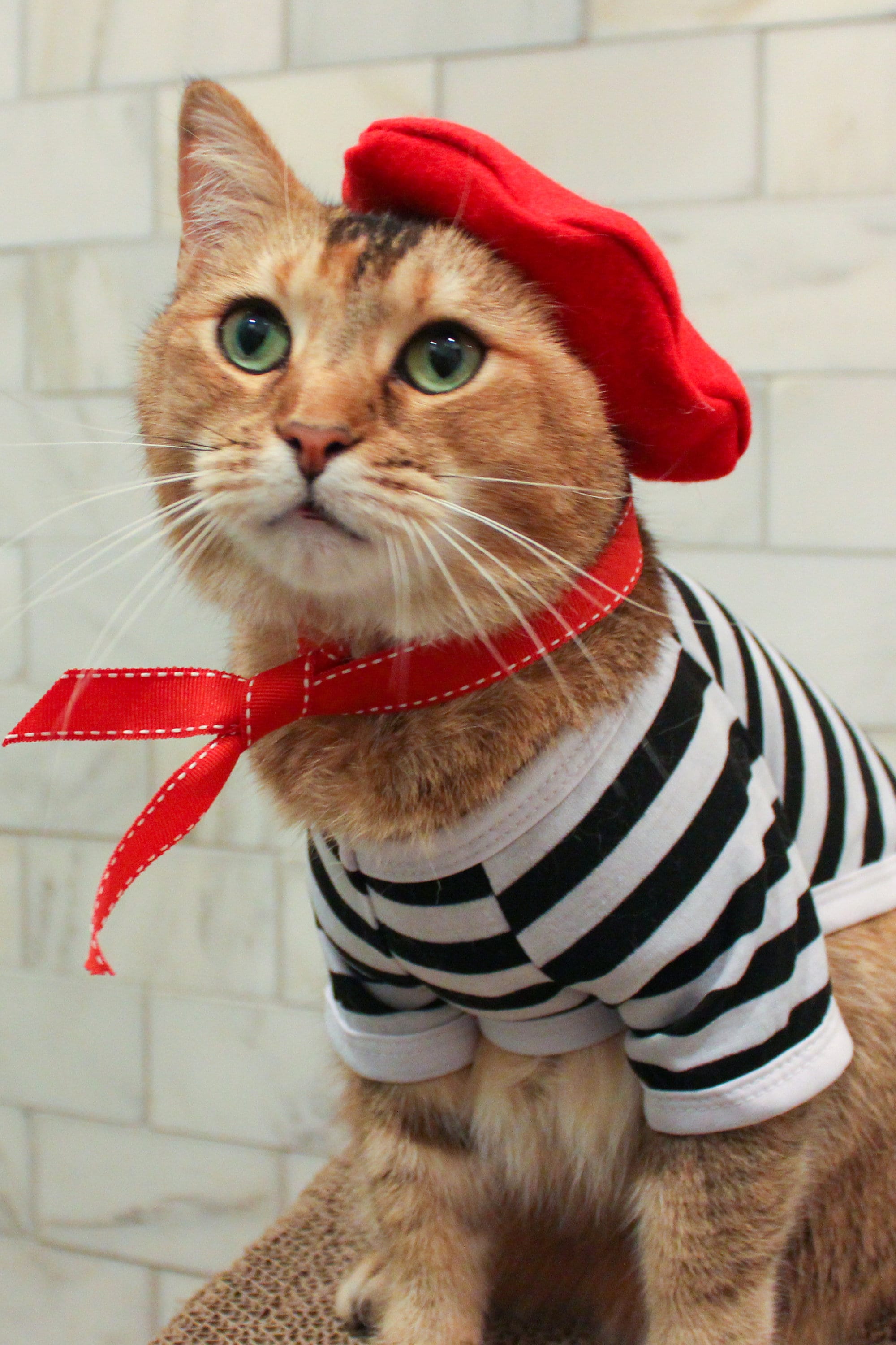 Complete French Cat Outfit Cat Beret Ascot and Striped Shirt - Etsy