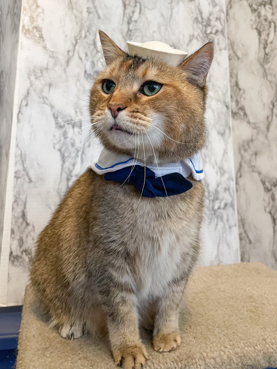 Sailor Cap for Your Cat - Sailor Cat for Your Pet or Dog - Etsy