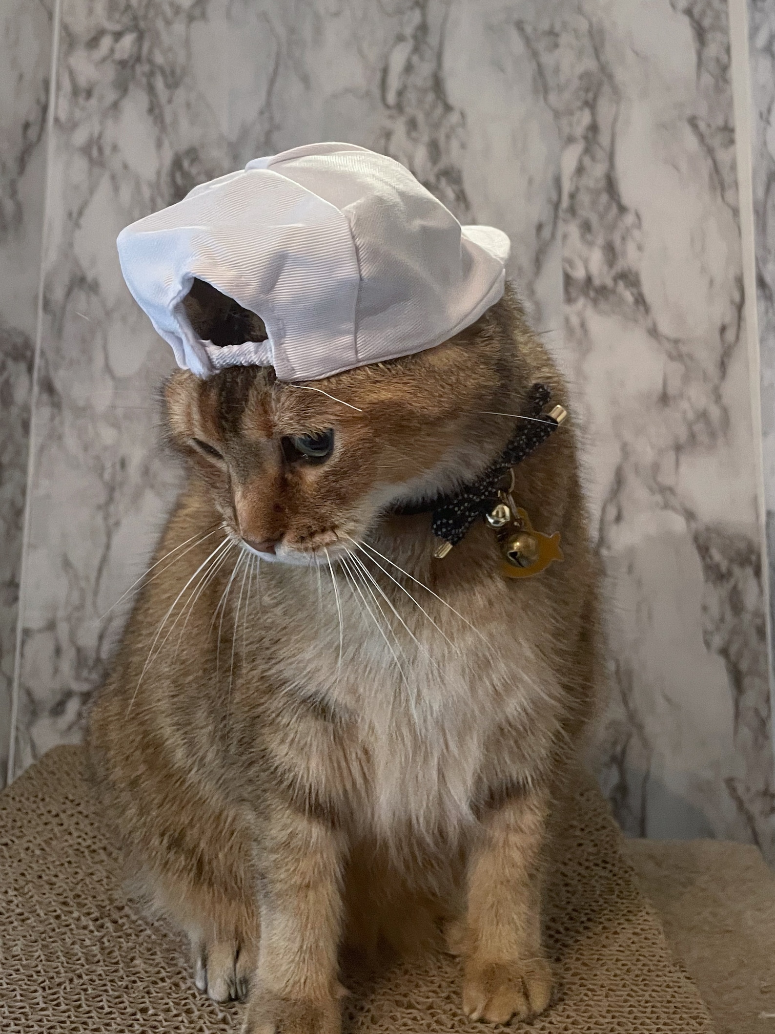 Cloth White Baseball Cat Hat - Baseball Cap - Backwards Hat - Etsy